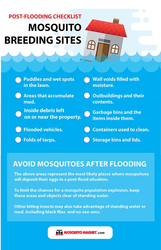 Flooding Checklist: How to Stop a Mosquito Outbreak