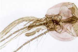 Mosquito Traps To Protect Your Home Or Business | Mosquito Magnet®